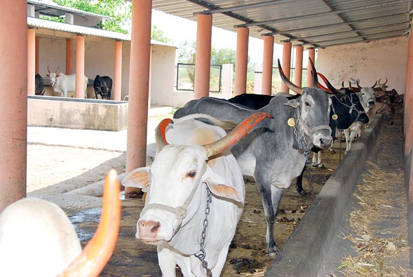 Cow Care Centre – Shri Shaneshwar Devasthan Shanishingnapur